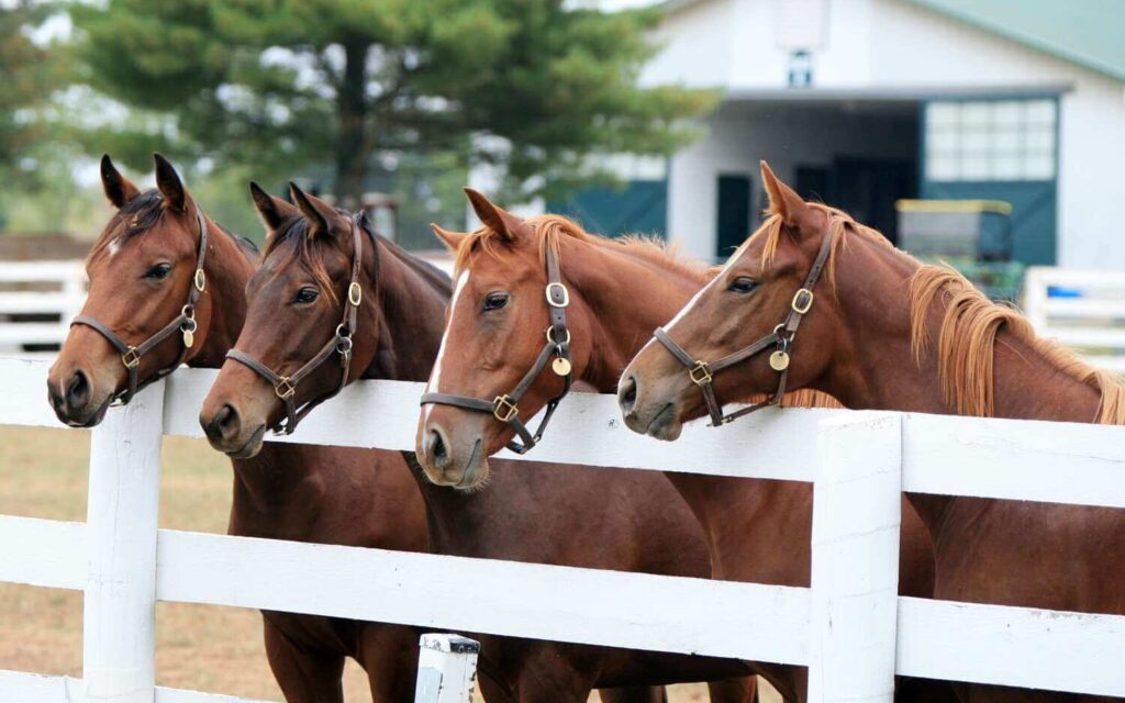 Care, Custody and Control - Performance Equine Insurance