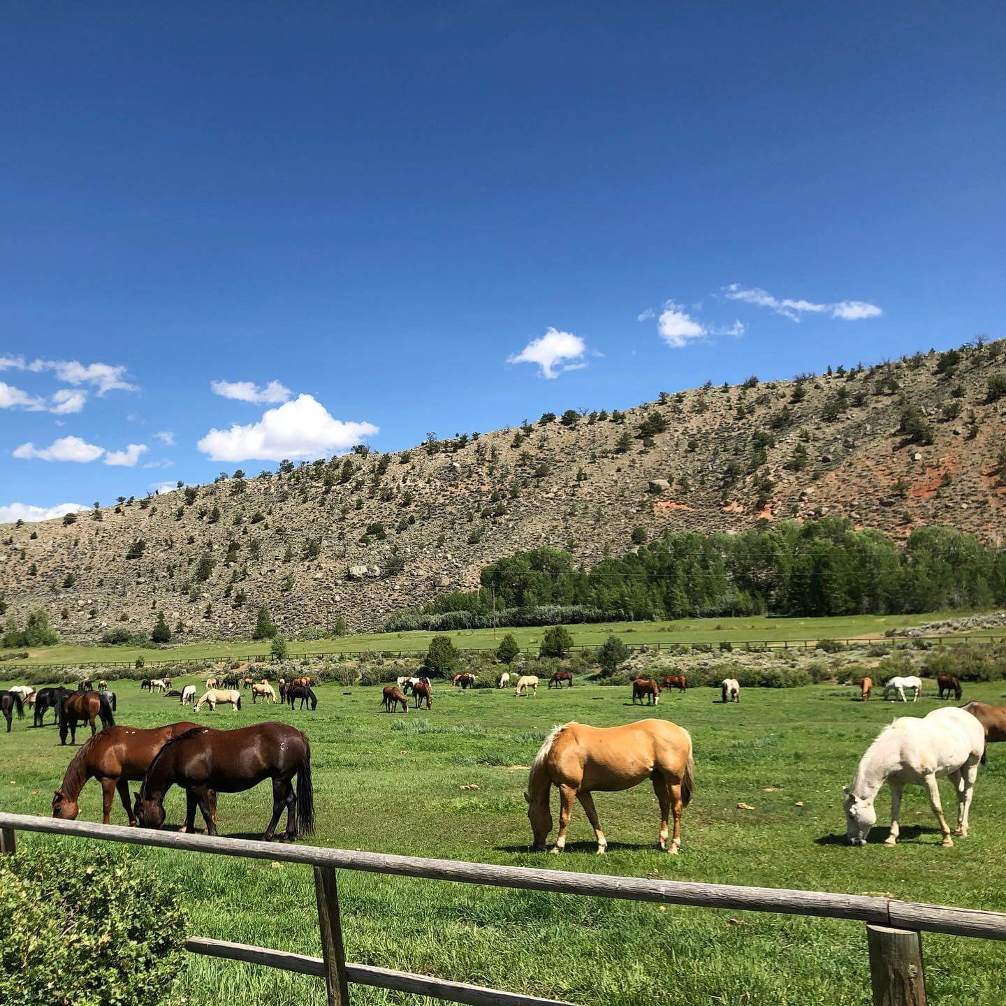 Farm and Ranch Insurance - Performance Equine Insurance